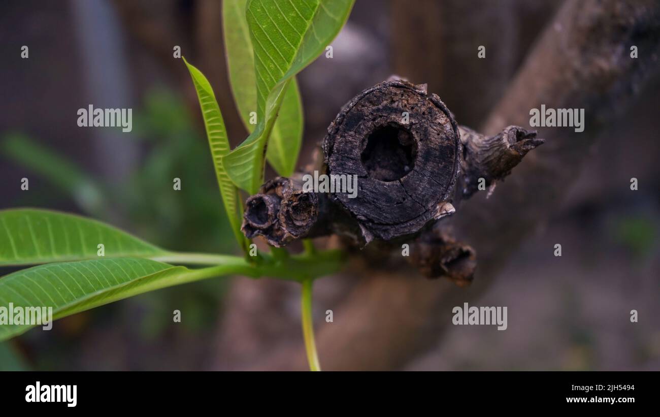 Close-up of vegetables on the table Stock Photo - Alamy