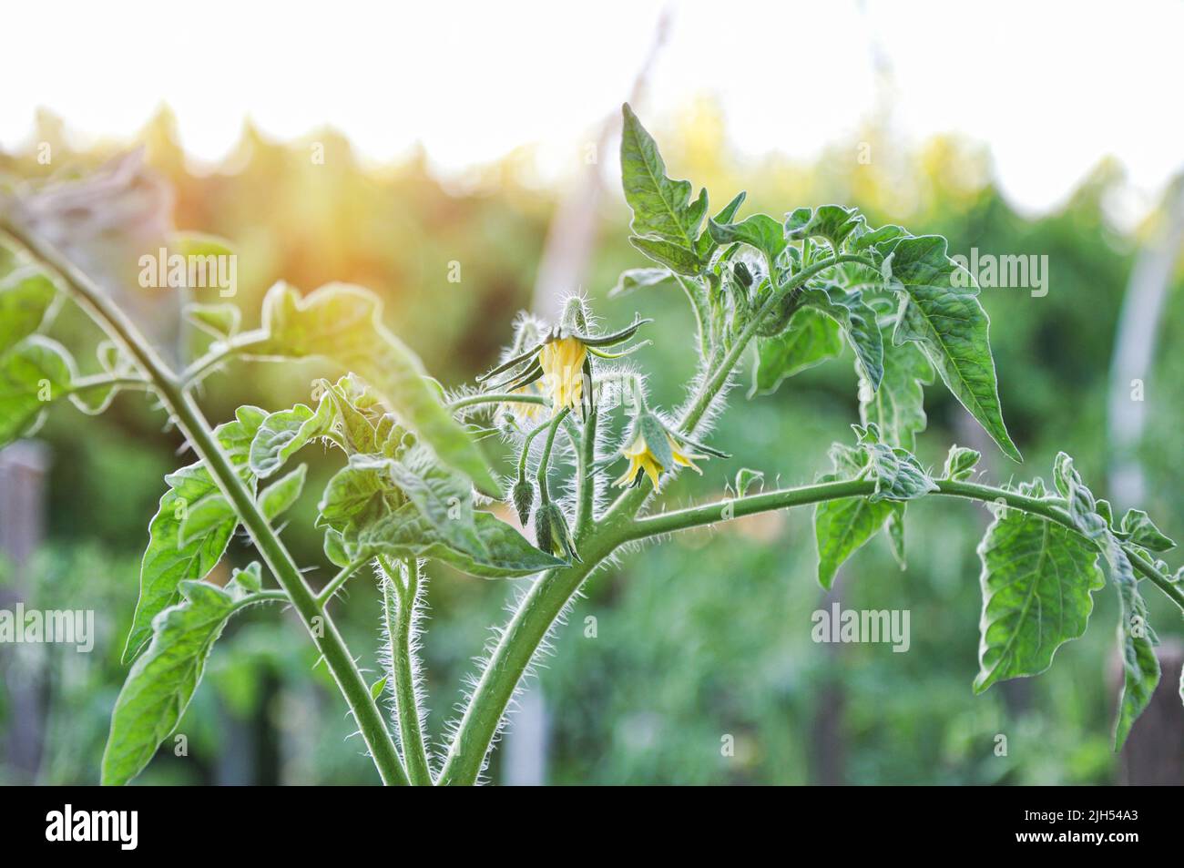 Flowers of tomato on the seedling, blooming tomato plant in the ...
