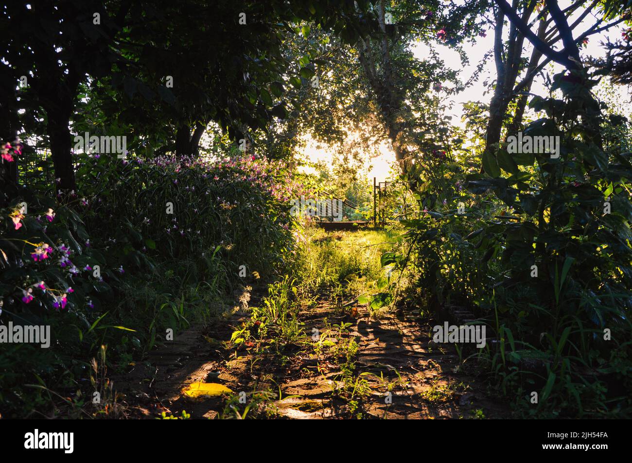 Scenic low angle view of spring flowers in home backyard garden with ...