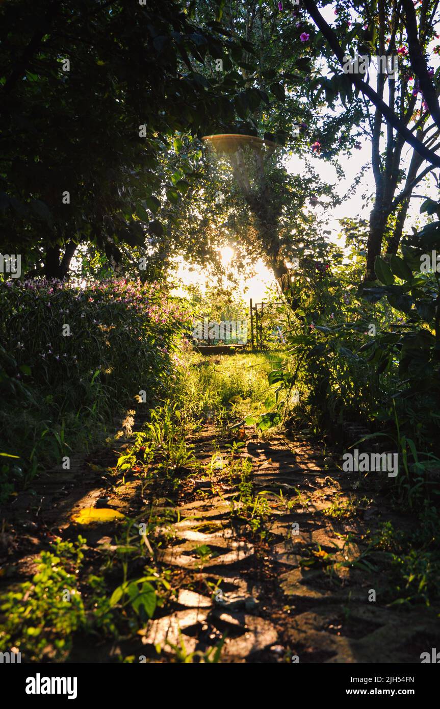 Scenic low angle view of spring flowers in home backyard garden with ...