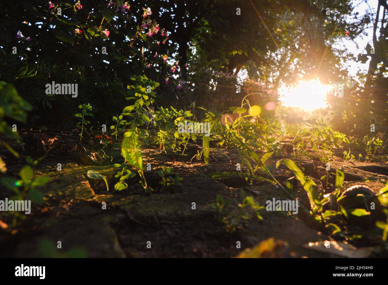 Scenic low angle view of spring flowers in home backyard garden with ...