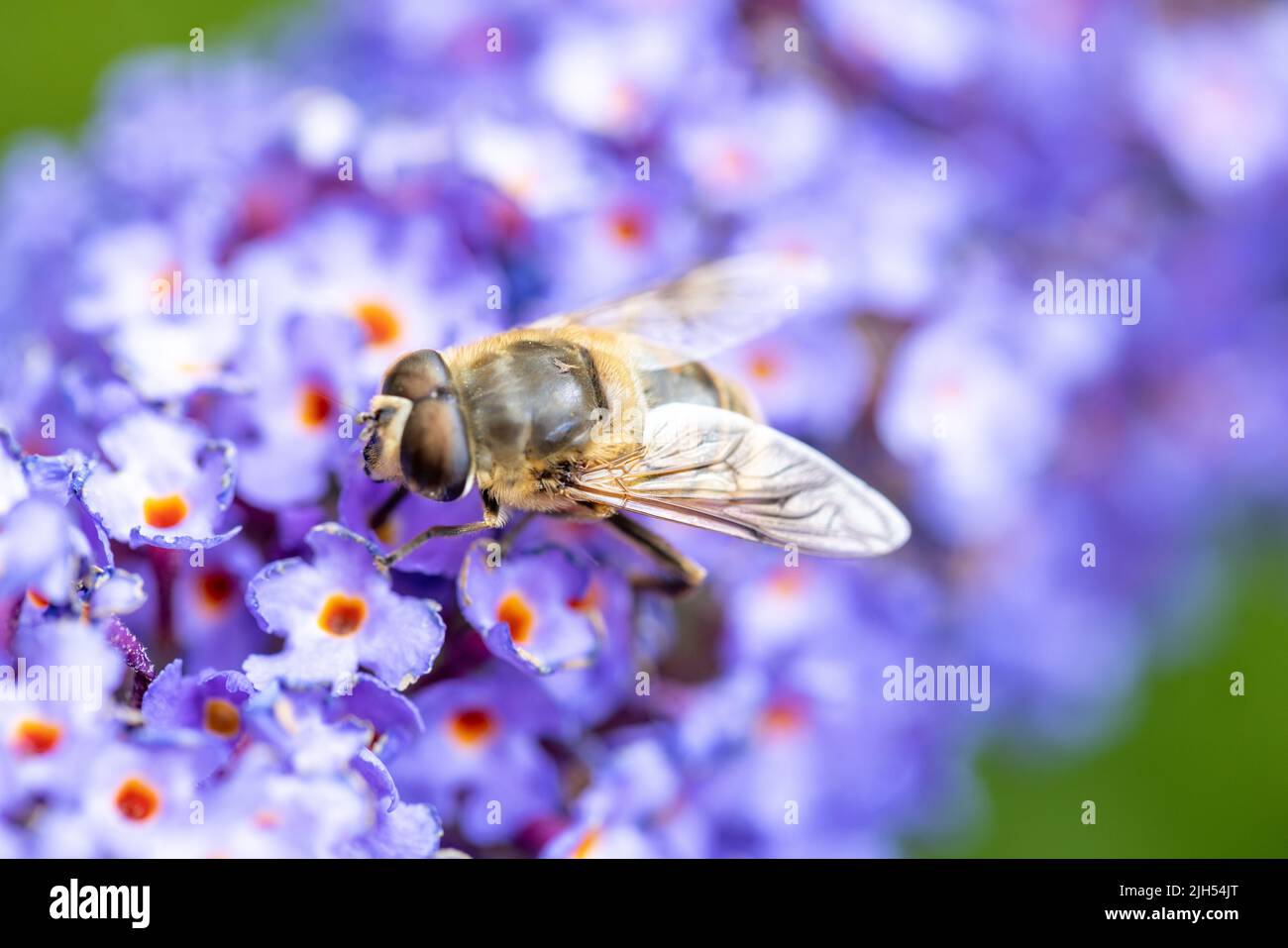 Buddleia sp hi-res stock photography and images - Alamy