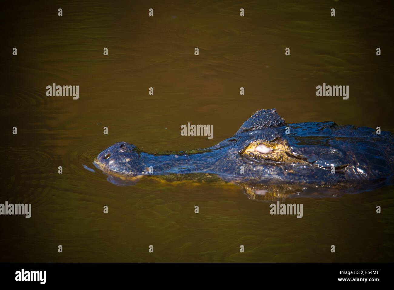 Black Caiman in marsh environment, Pantanal, Brazil Stock Photo - Alamy