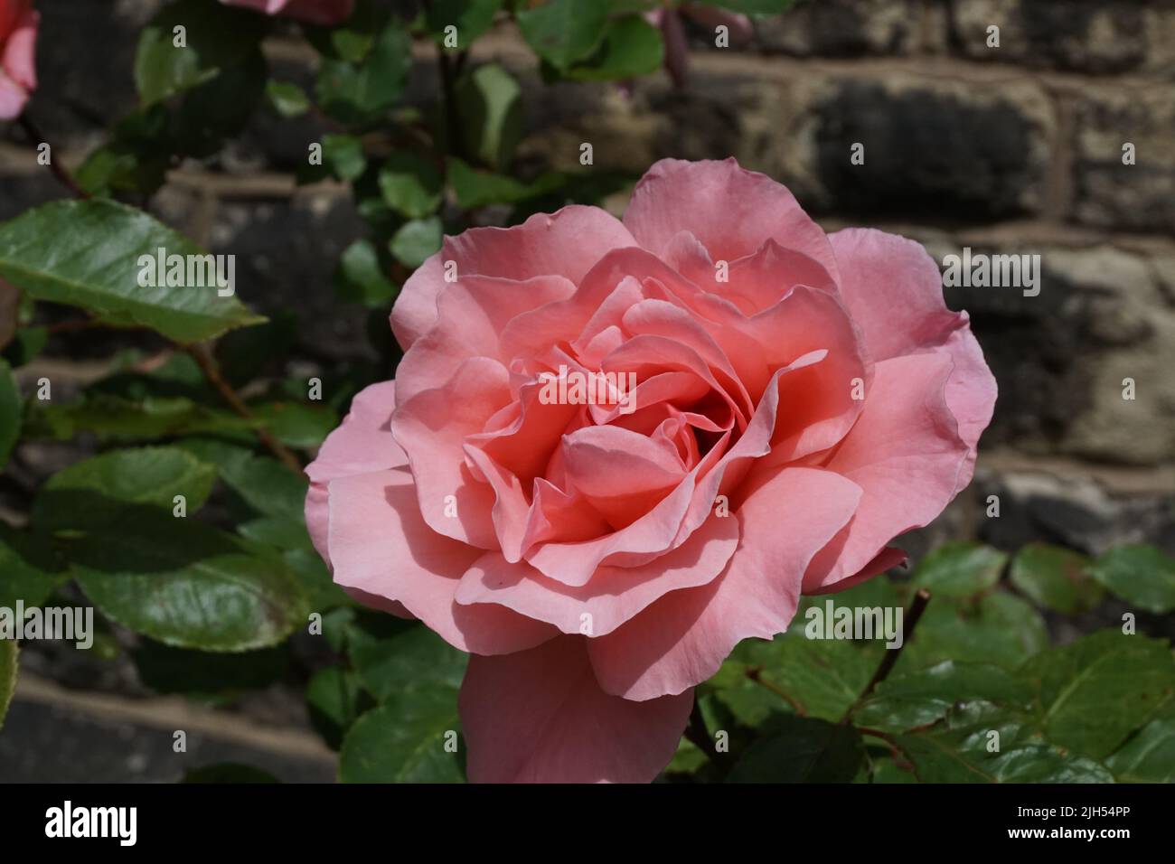 Pretty Pink Rose Stock Photo - Alamy