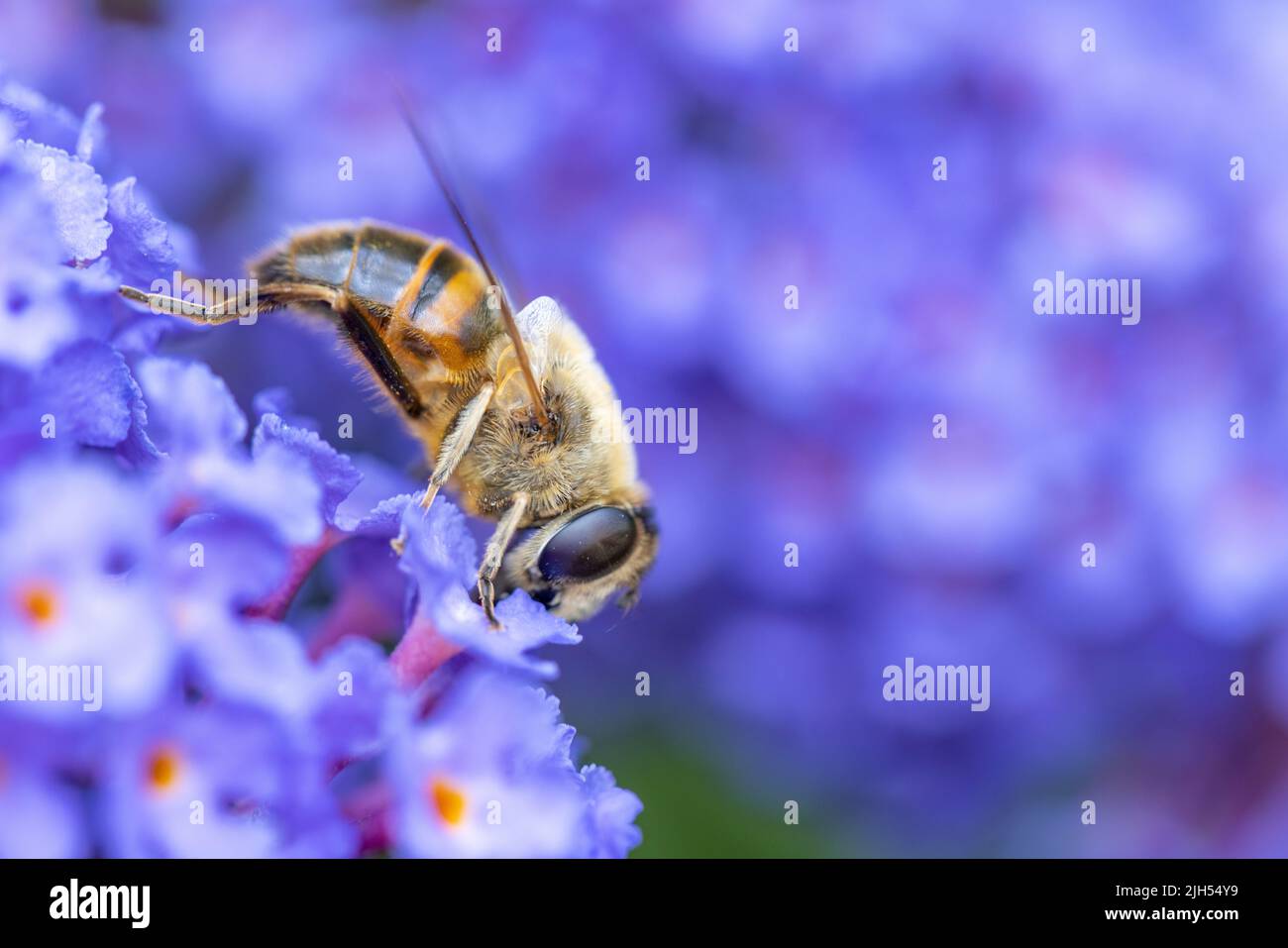 Buddleia sp hi-res stock photography and images - Alamy
