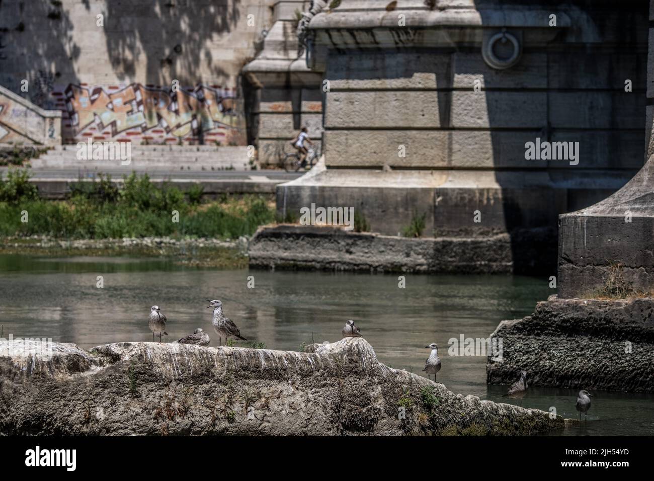 15 July 2022, Italy, Rome: Seabirds sit on the ruins of the Pons ...