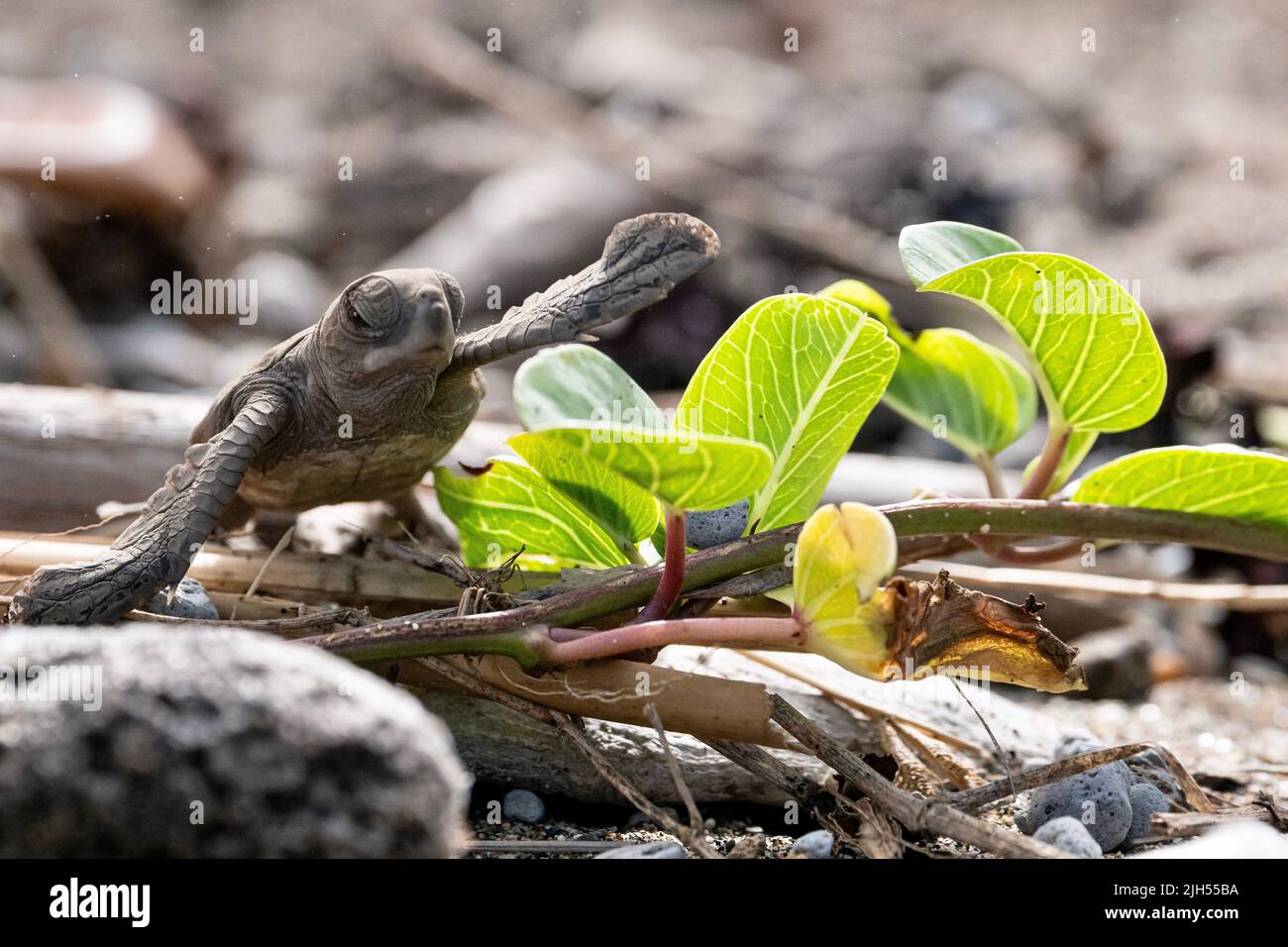 Juvenile green sea turtle heading toward the ocean on Moya Beach ...
