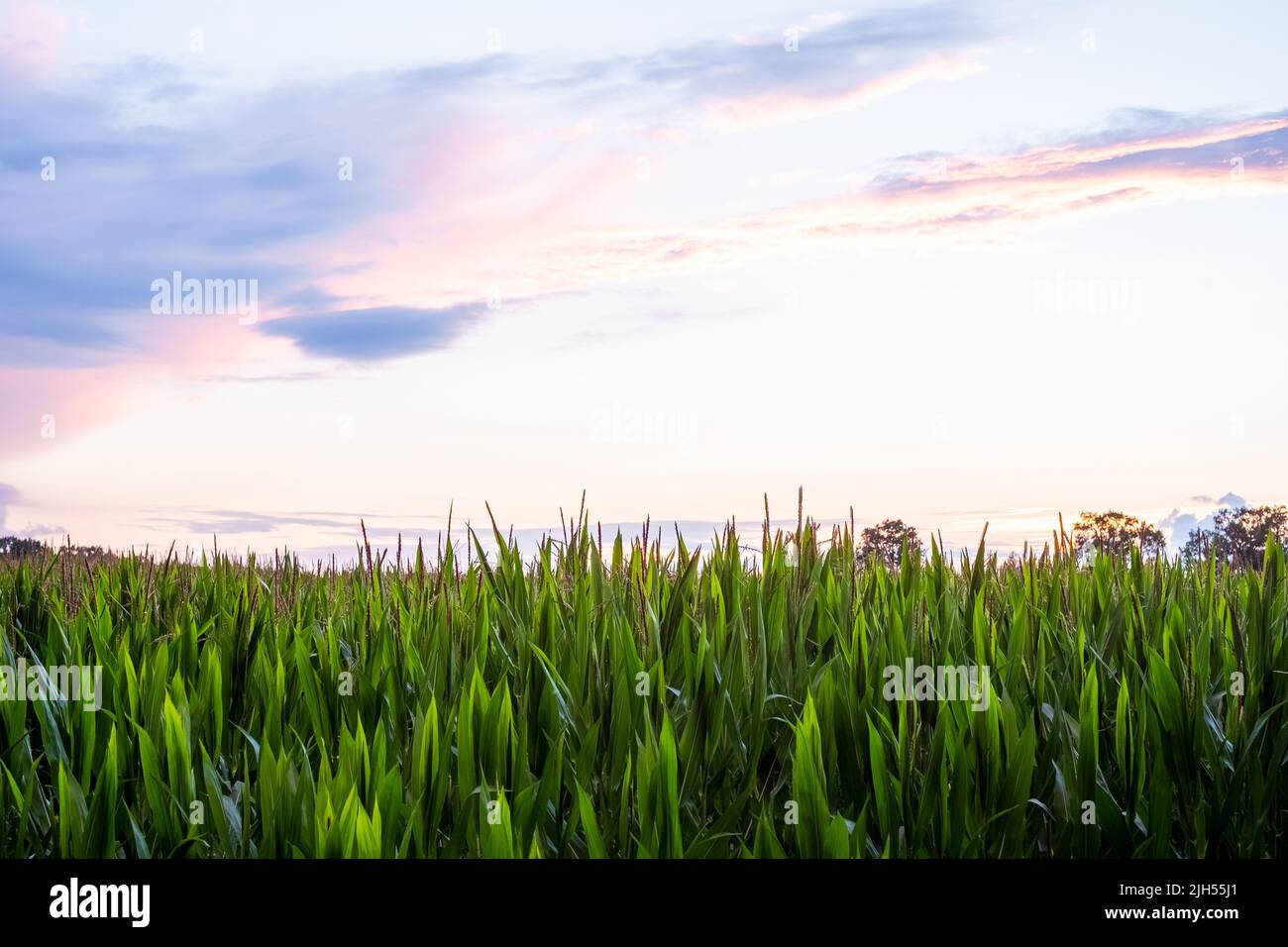 Young green corn growing on the field at sunset. Young Corn Plants ...