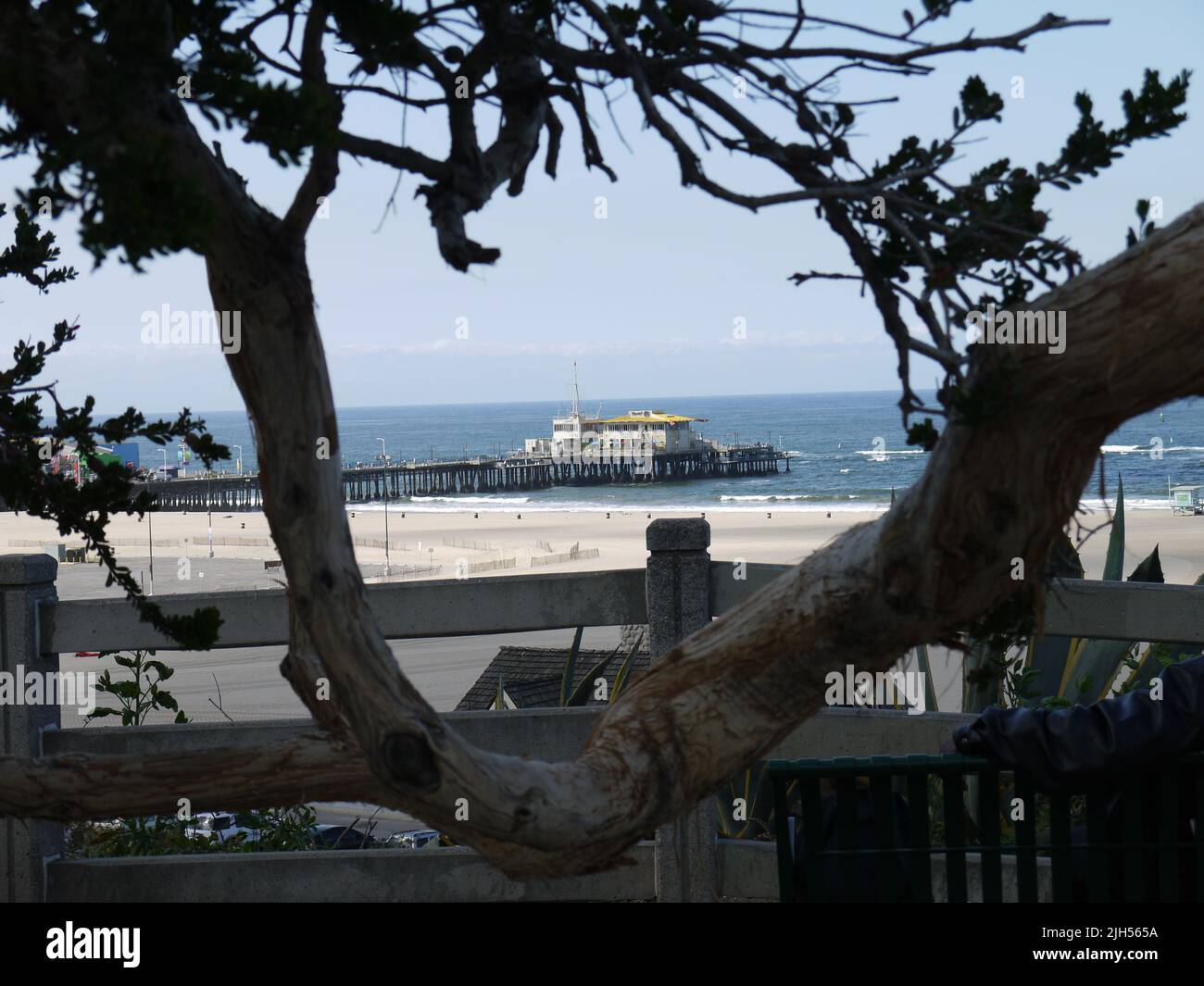 Santa Monica Pier viewed through a tree in Palisades Park Stock Photo ...