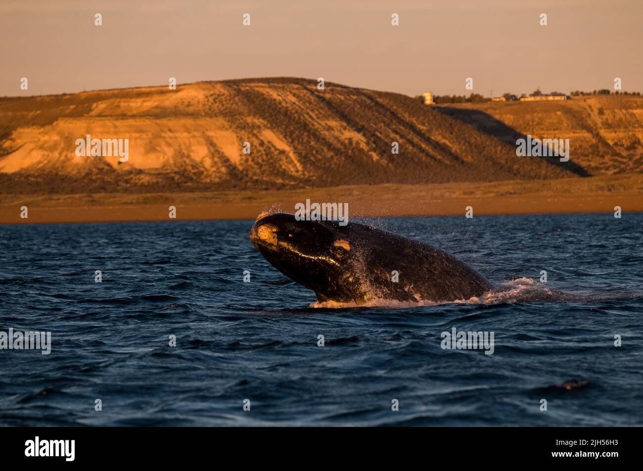 Southern right whale jumping, Peninsula Valdes, Unesco World Heritage ...