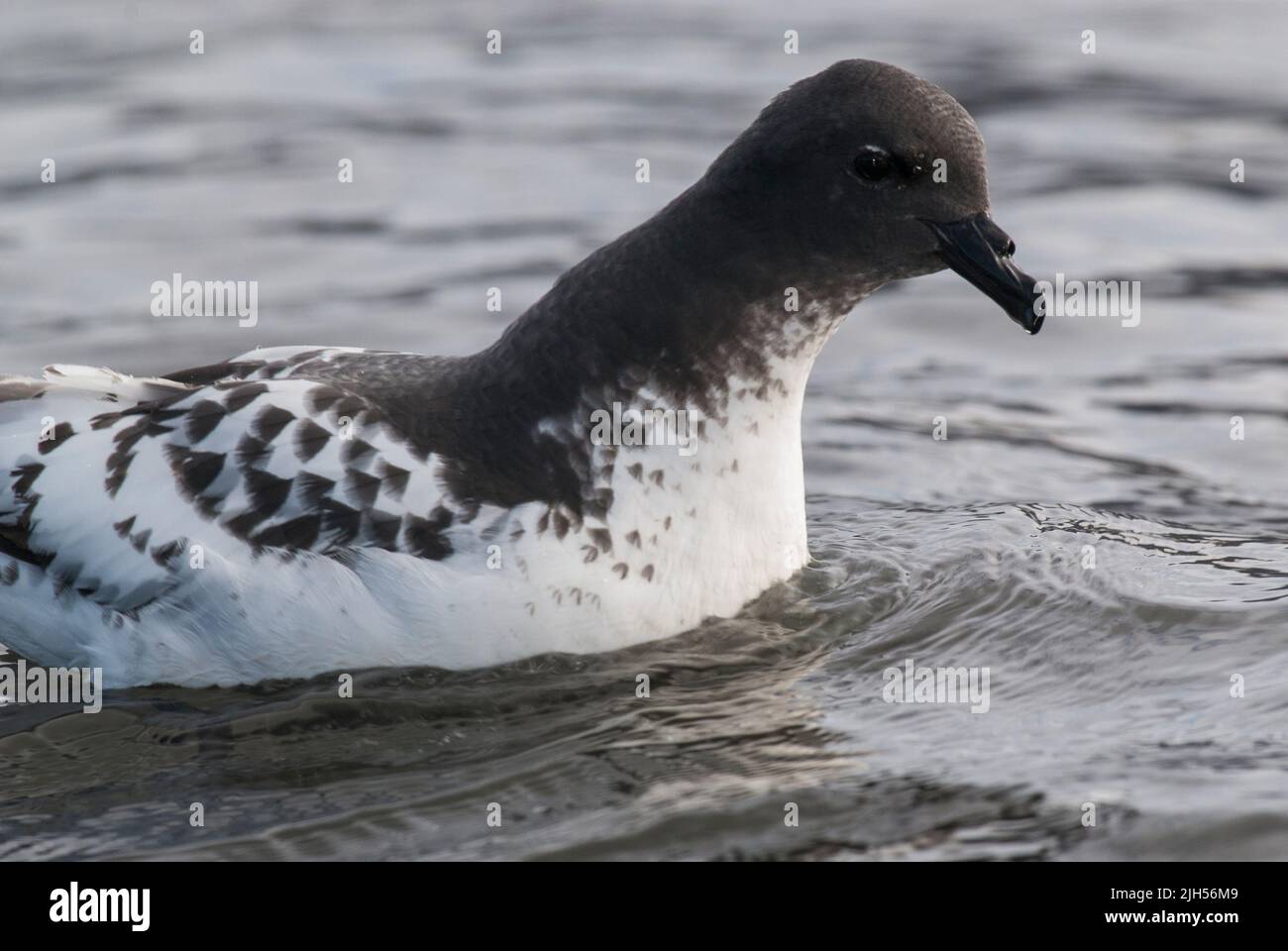 Cape Petrel, swimming over the surface of the Antarctic sea Stock Photo ...