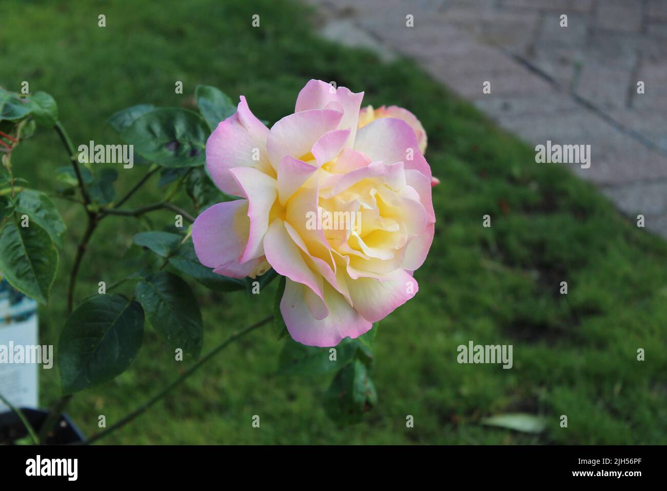 Rose of peace hi-res stock photography and images - Alamy