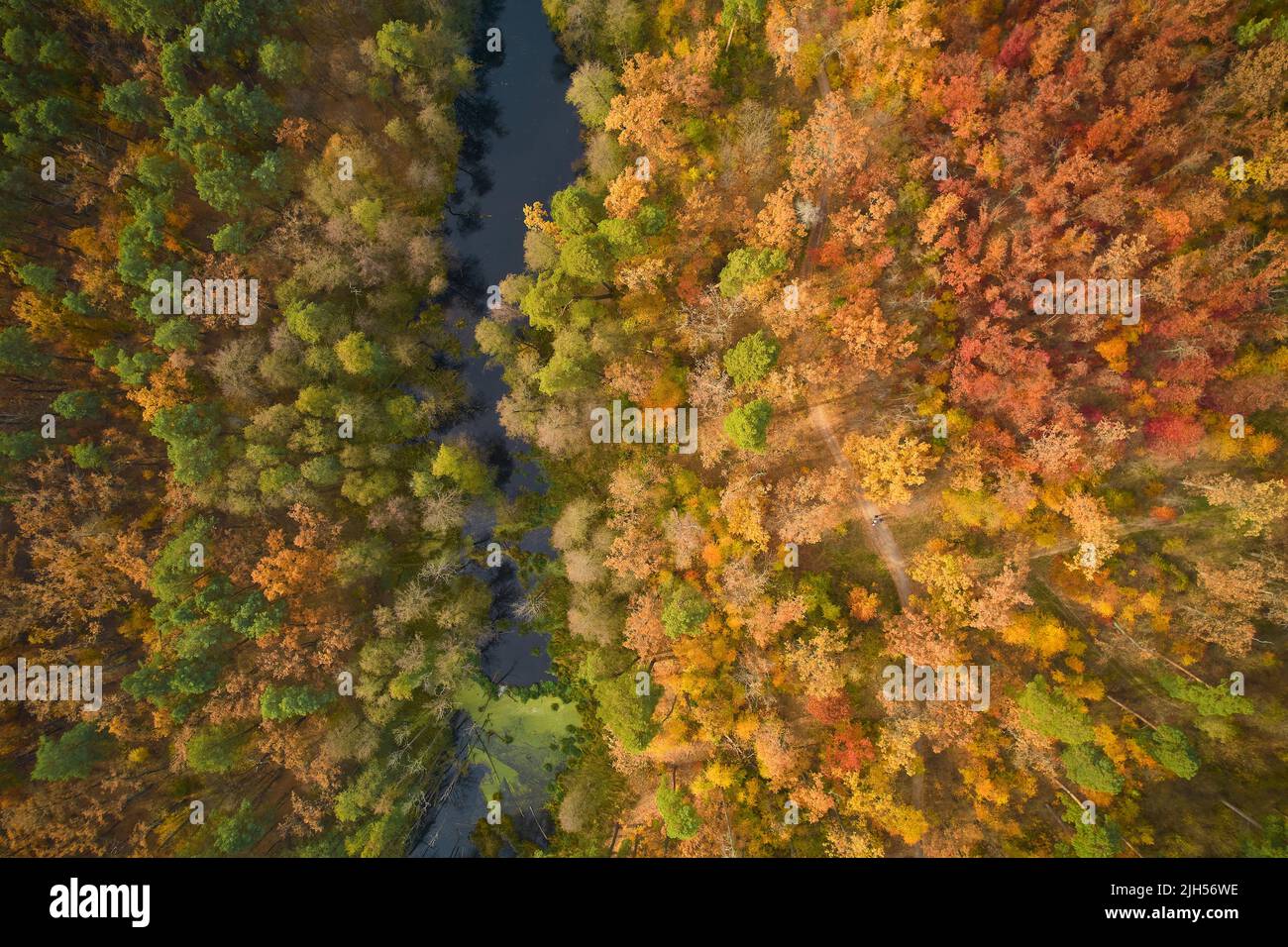 Aerial top down view of autumn forest with green and yellow trees ...