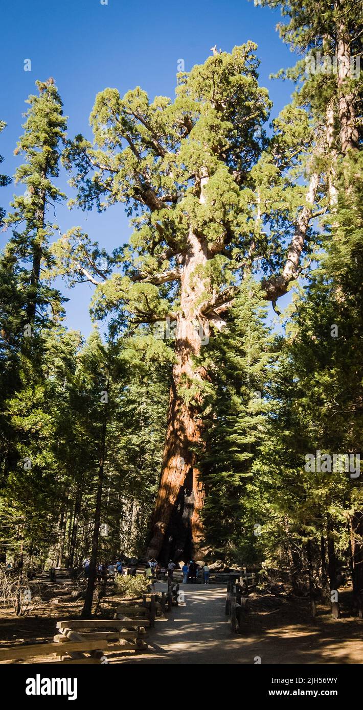 Grizzly Giant Sequoia tree Stock Photo - Alamy