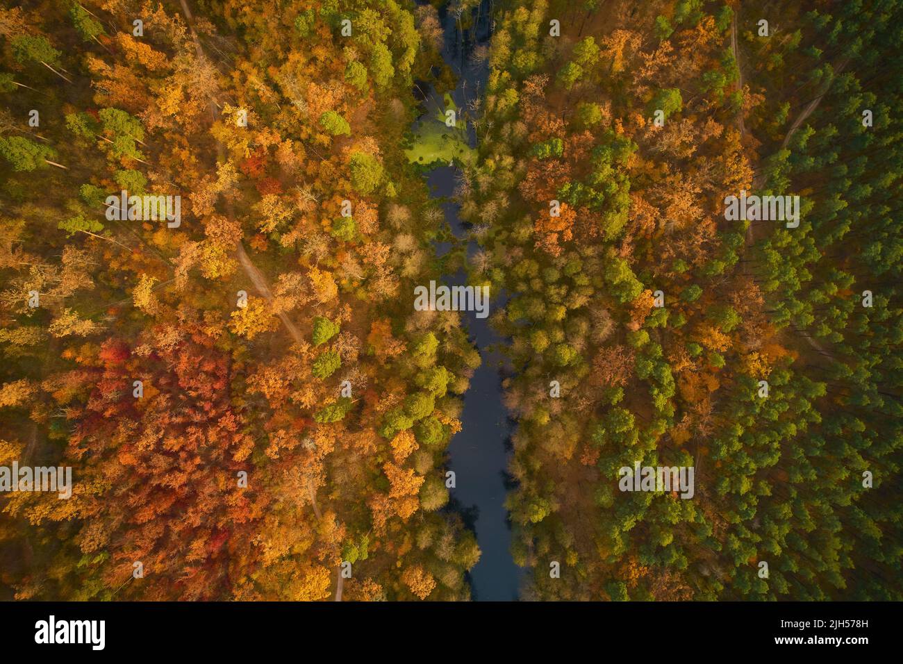 Colourful autumn colours in forest form above, captured with a drone ...