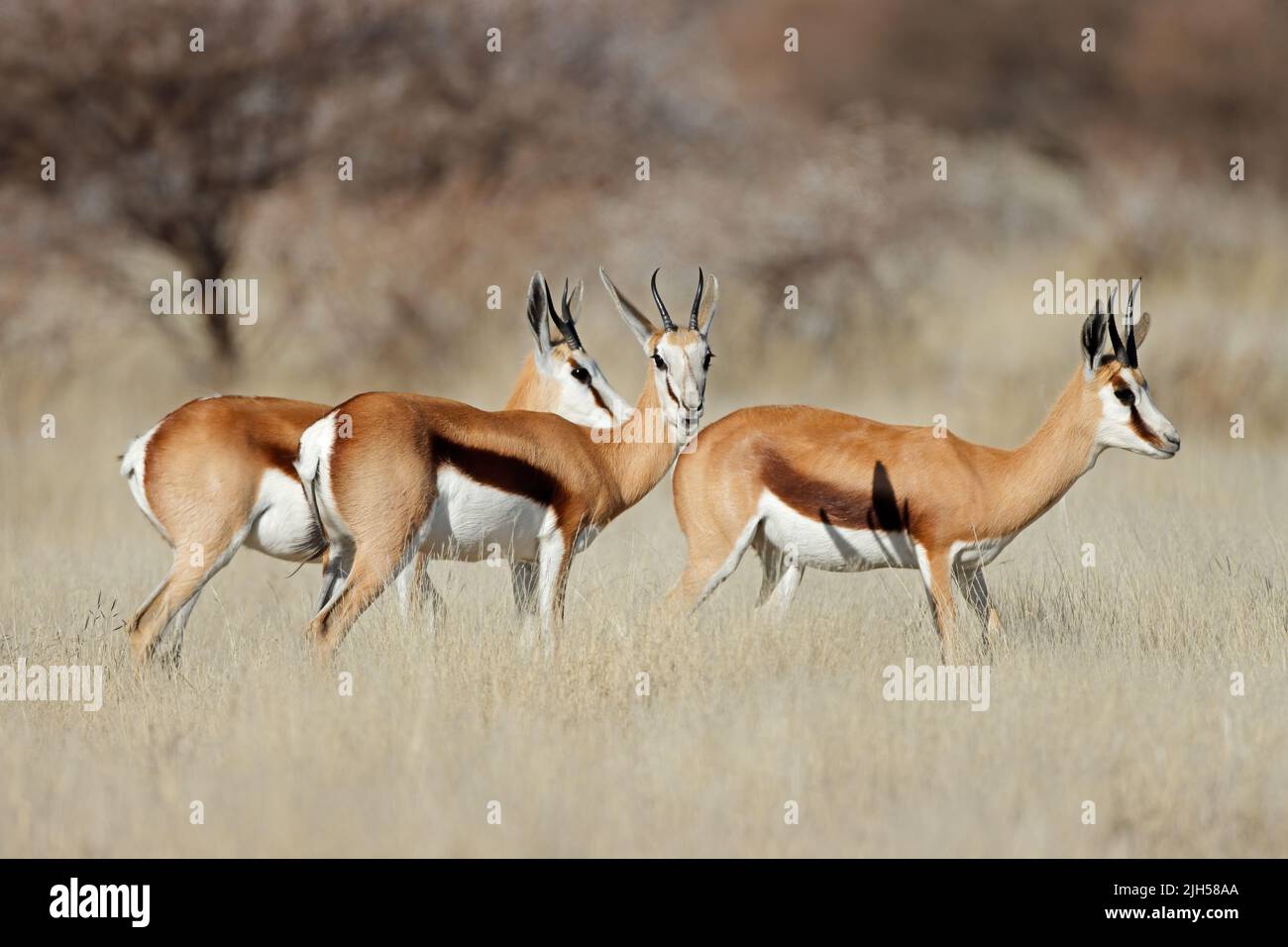 Springbok antelopes (Antidorcas marsupialis) in grassland, Mokala ...
