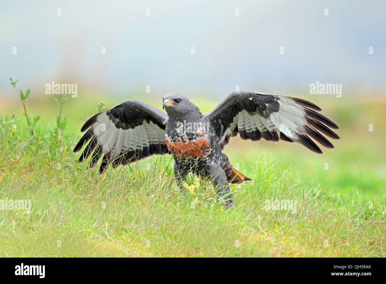 A jackal buzzard (Buteo rufofuscus) with open wings sitting on green ...