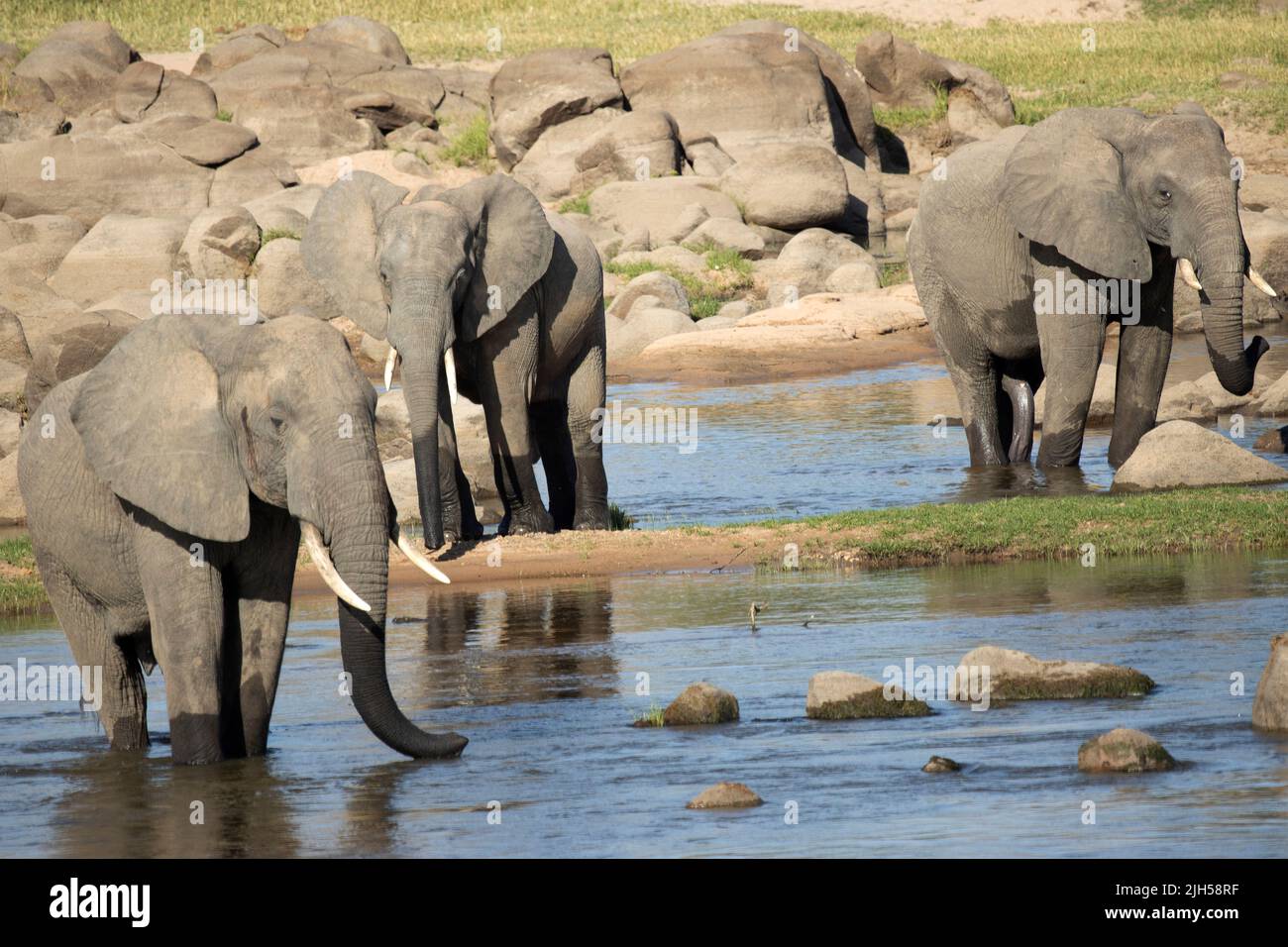 A batchelor group of Elephant bulls cross the Ruaha River. As the ...