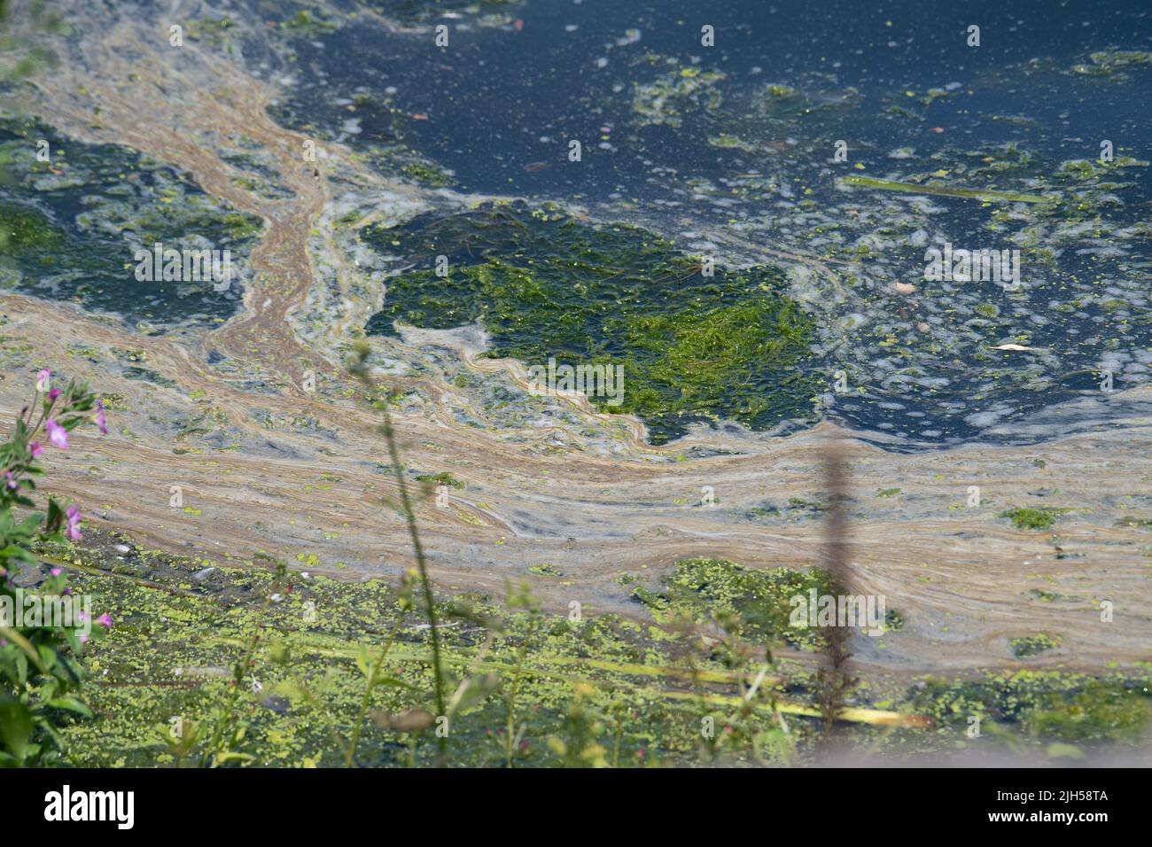 Eton Wick, UK. 15th July, 2022. Pollution on the Jubilee River adjacent ...