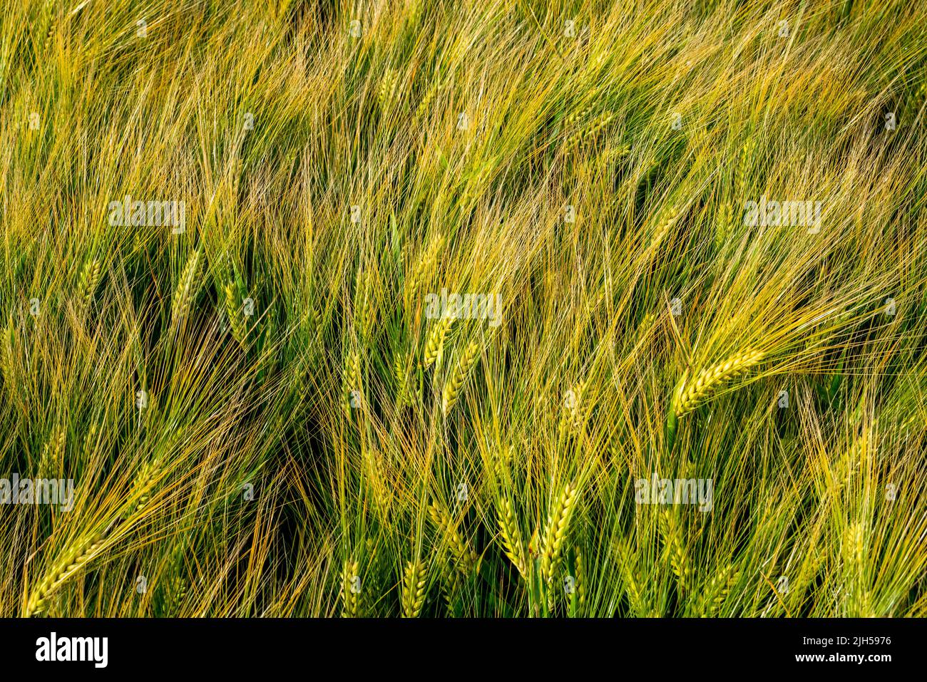Close up of Barley grass growing (Hordeum vulgare Stock Photo - Alamy