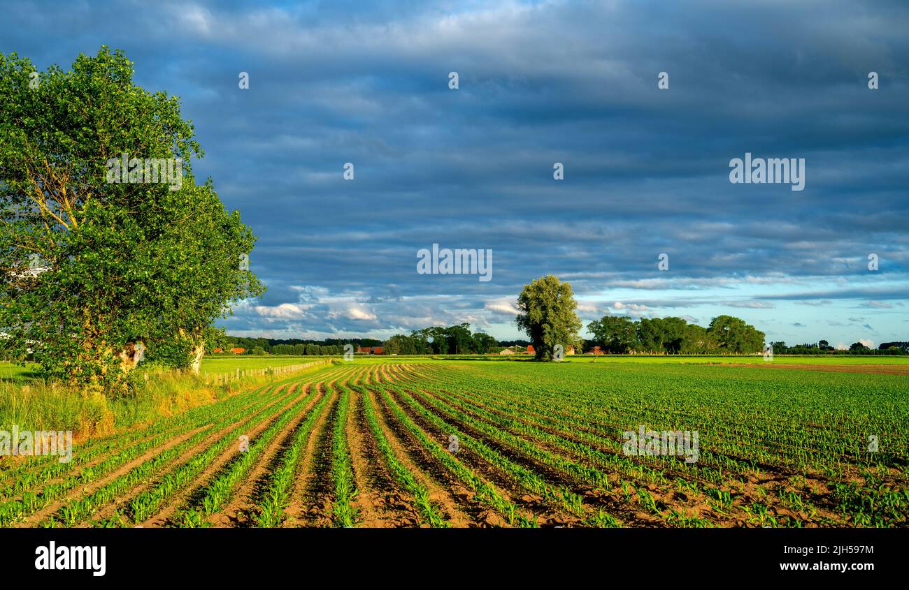 Dark clouds over a field with young Corn plants (Zea mays) in West ...