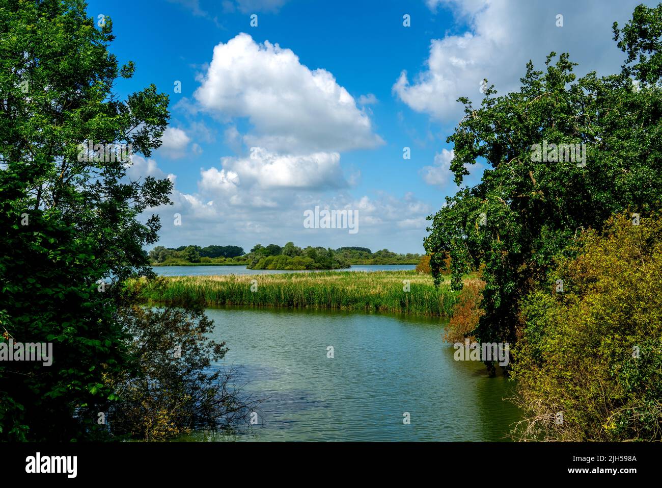 Wetland in a nature reserve in West Flanders, Belgium Stock Photo - Alamy