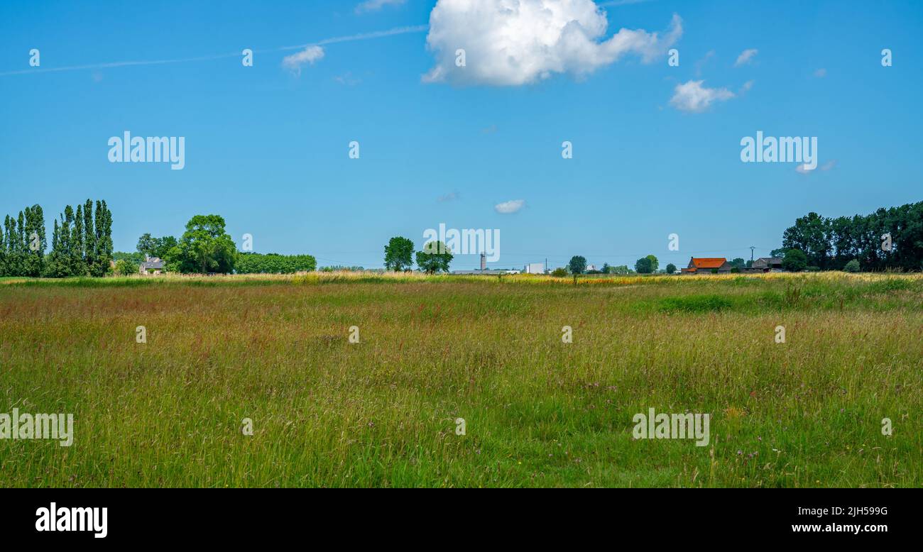 Wetland in a nature reserve in West Flanders, Belgium Stock Photo - Alamy