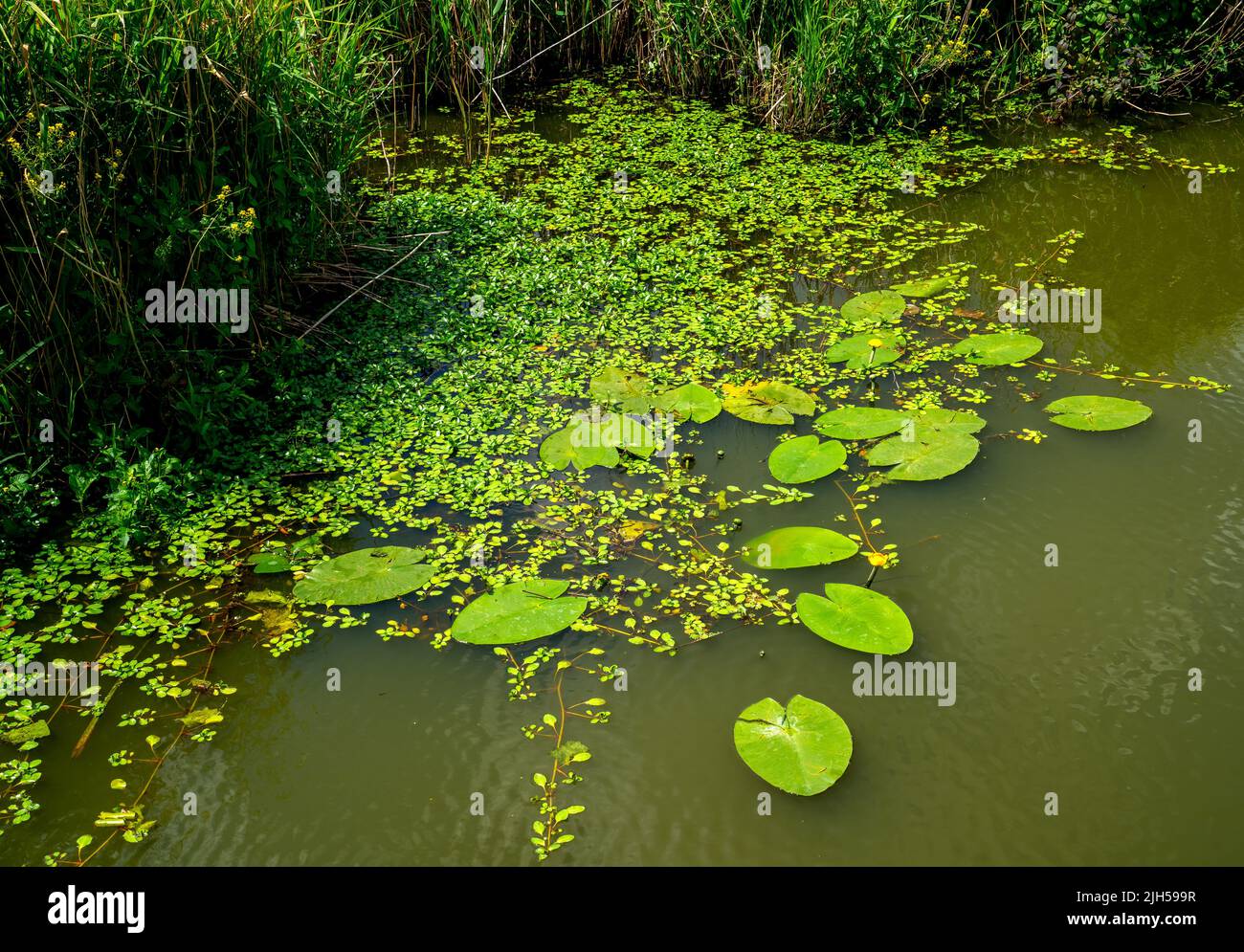 Perennial water primrose hi-res stock photography and images - Alamy