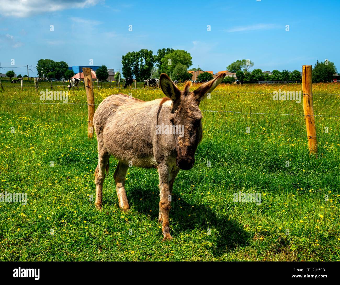 Cattle and donkeys at a farm hi-res stock photography and images - Alamy