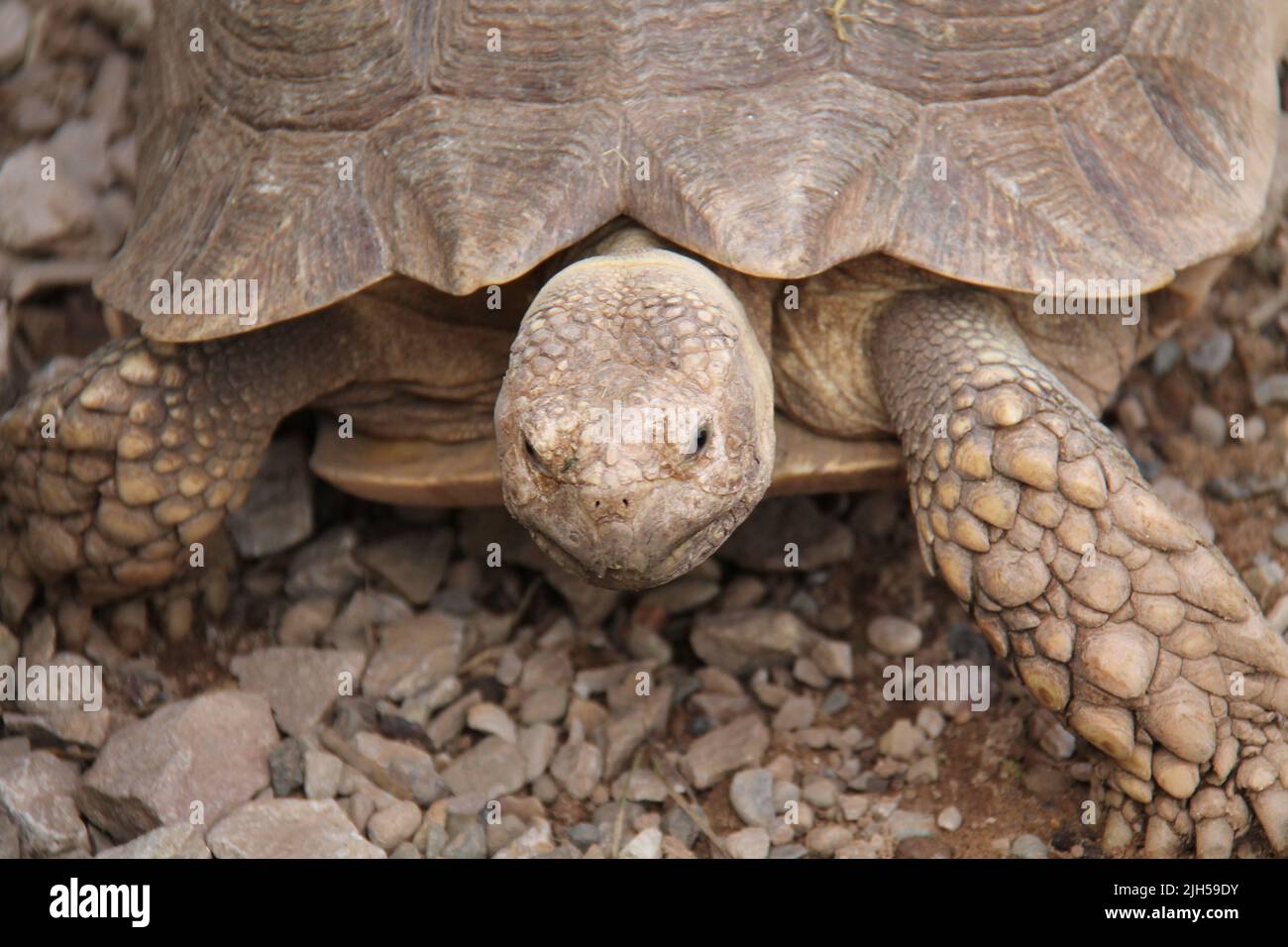 The Head of a Large Adult Giant Tortoise Stock Photo - Alamy
