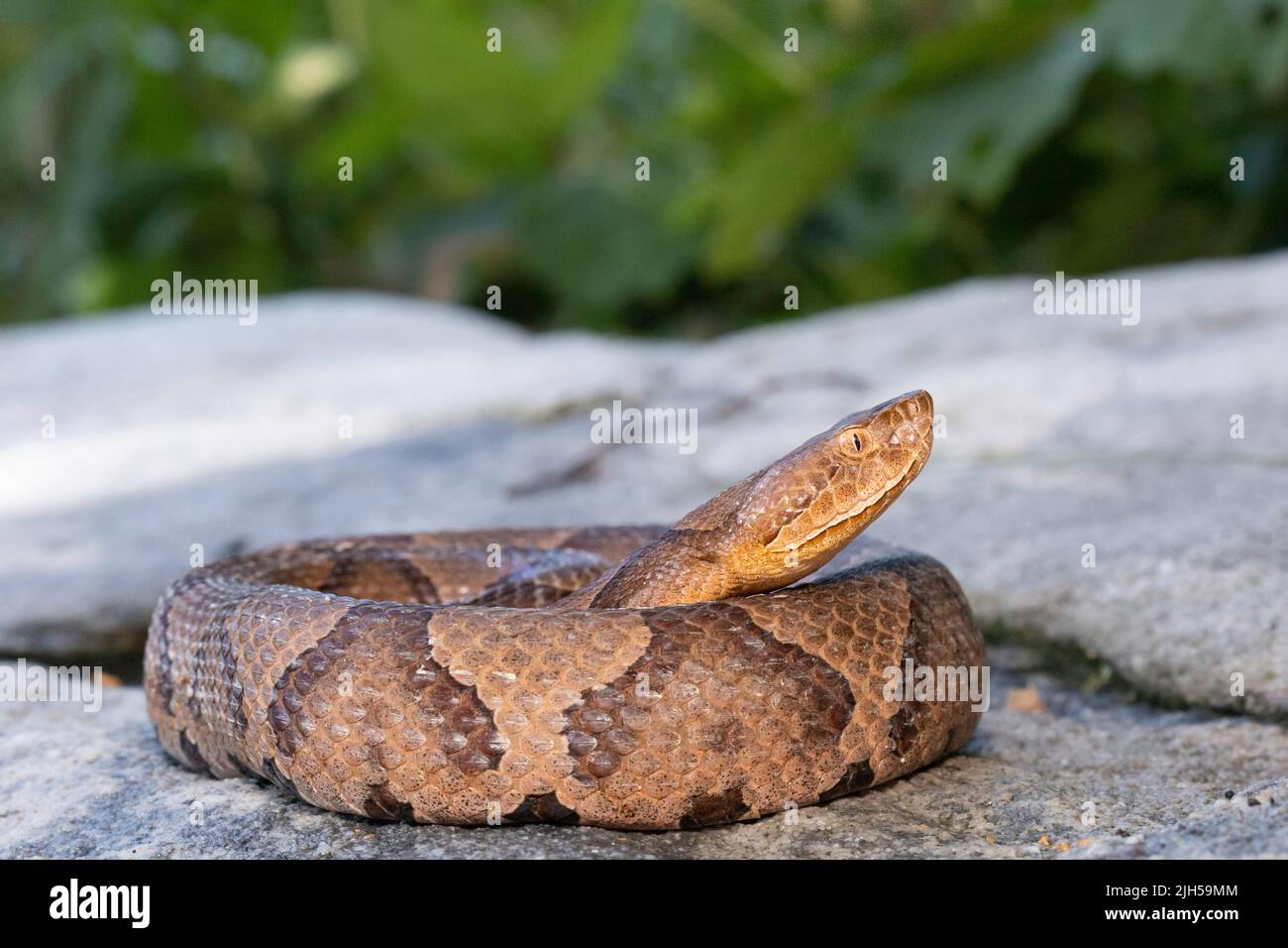 Eastern (northern) copperhead snake - Agkistrodon contortrix Stock ...