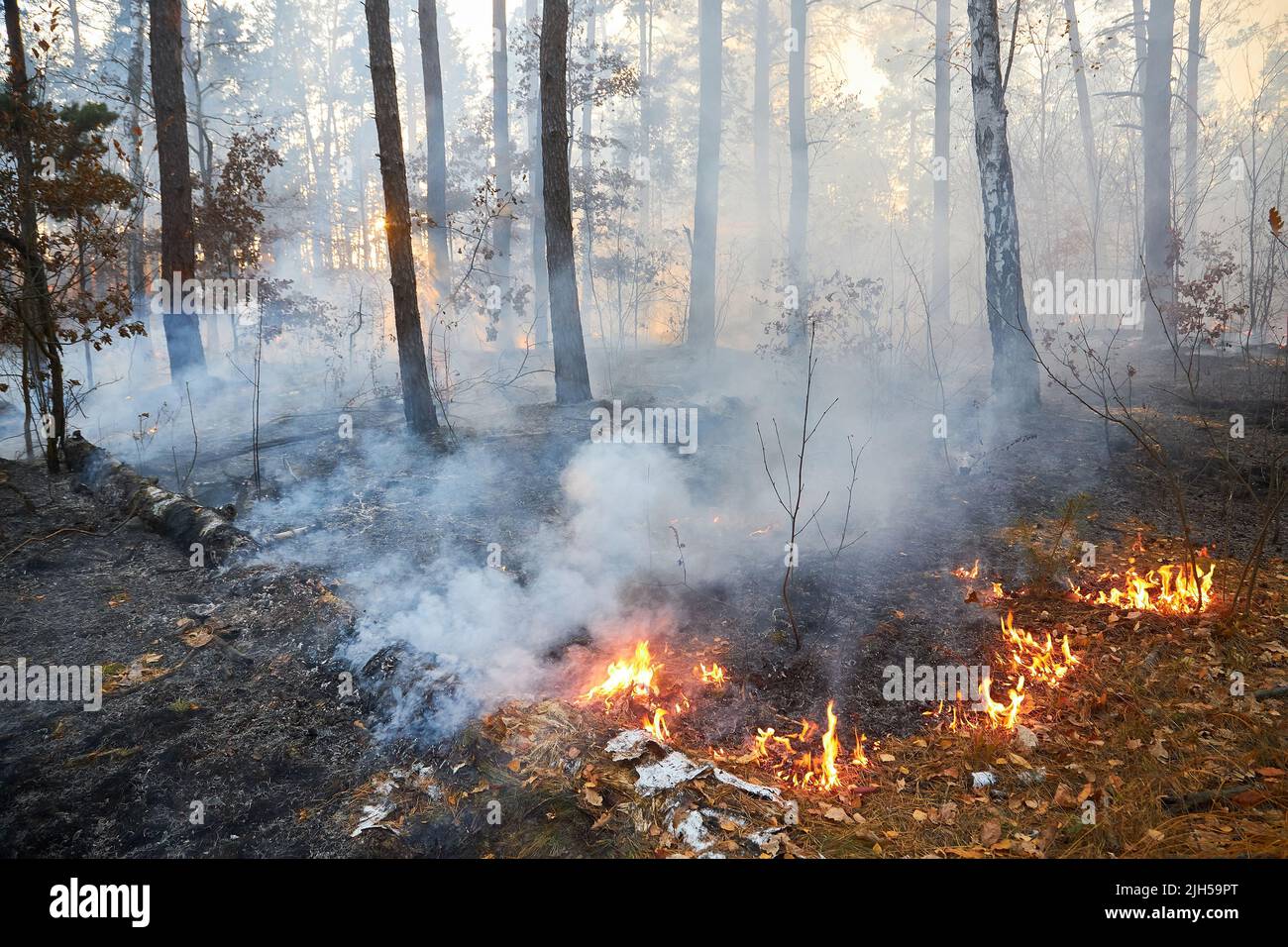 Forest fire. fallen tree is burned to the ground a lot of smoke when ...