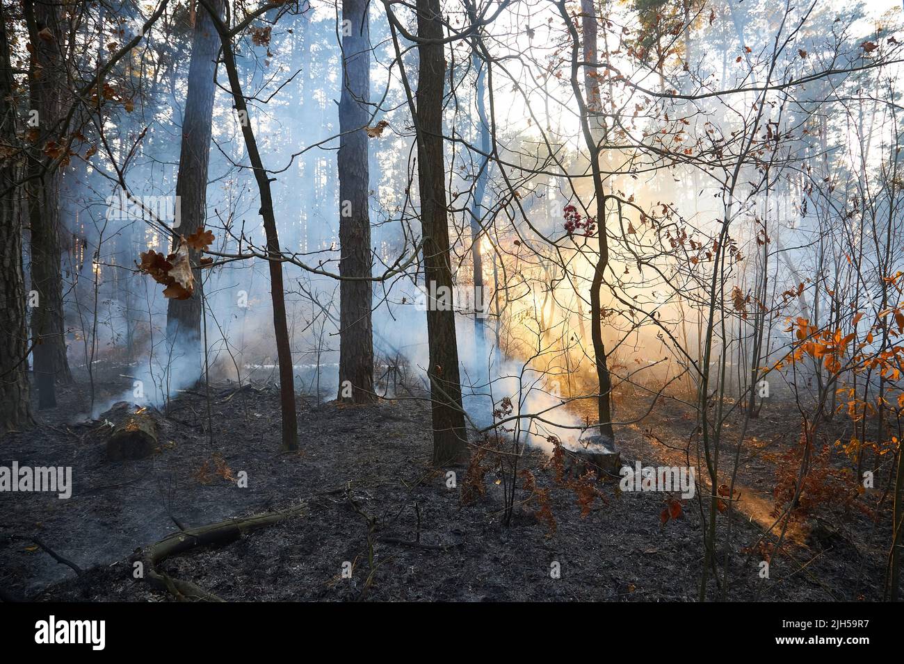 Forest fire. fallen tree is burned to the ground a lot of smoke when ...