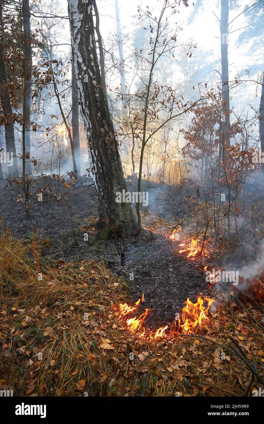 Forest fire burning, Wildfire close up at day time Stock Photo - Alamy