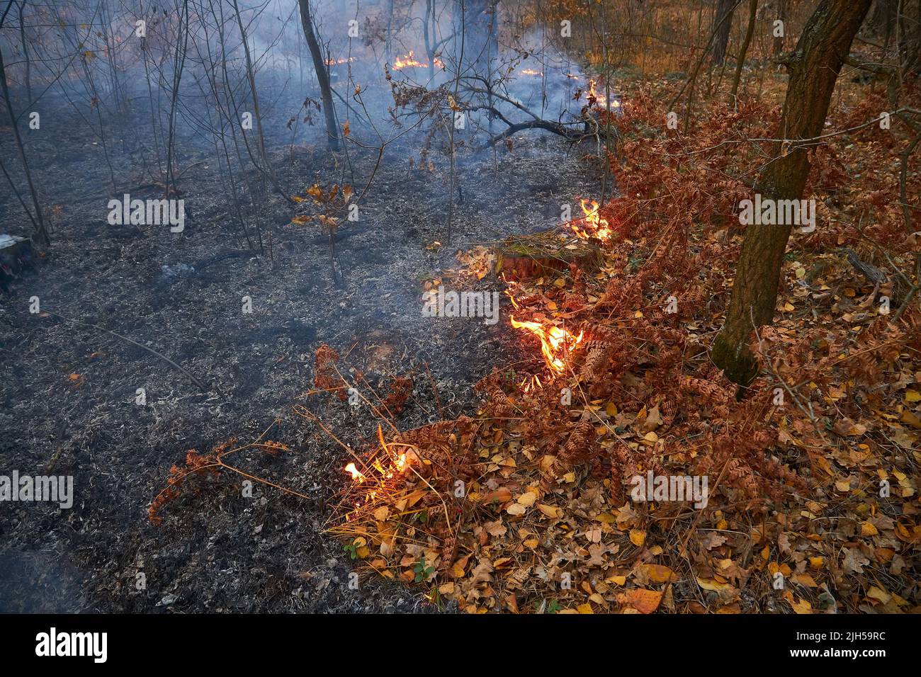 Forest fire. fallen tree is burned to the ground a lot of smoke when ...