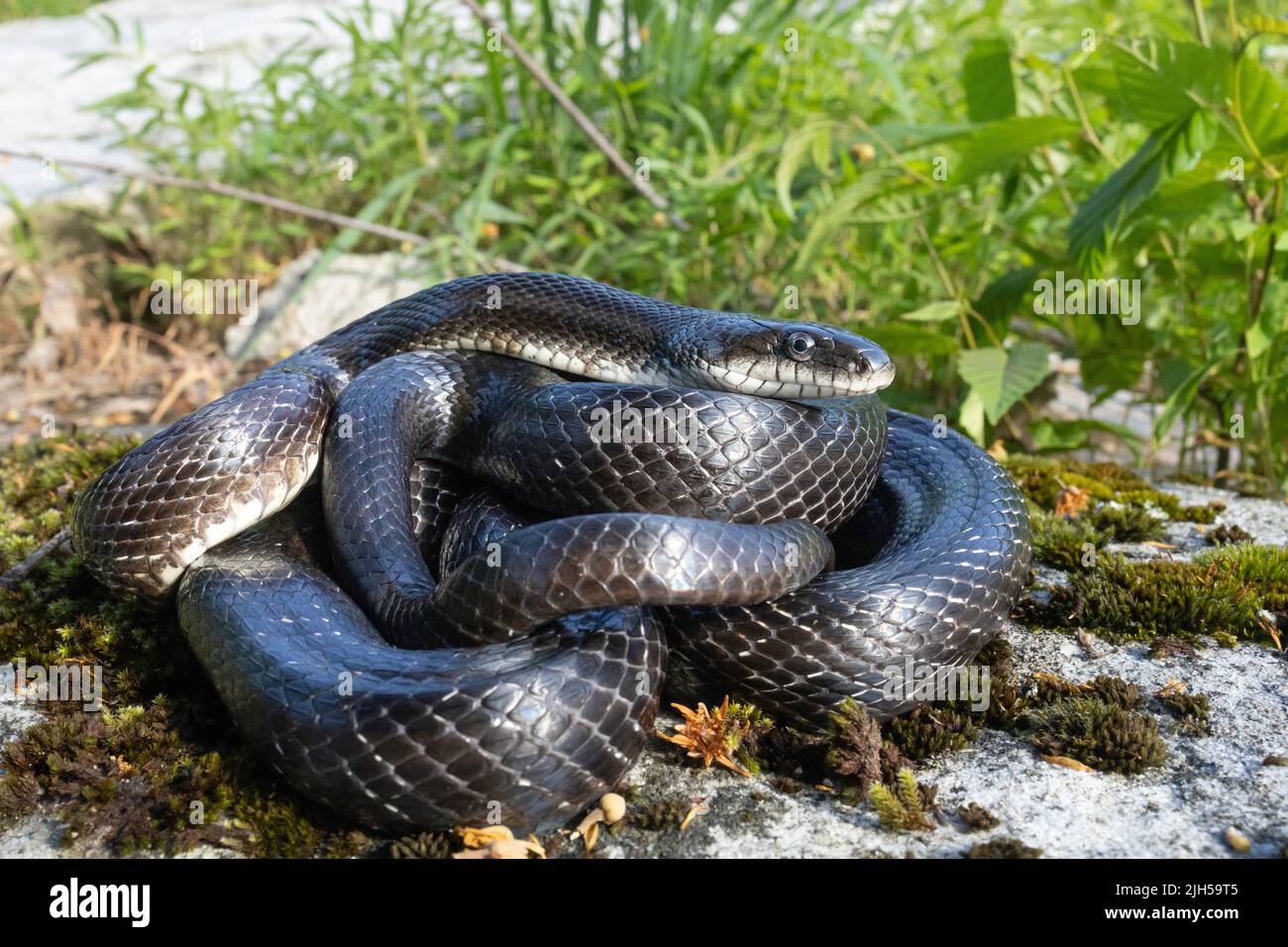 Eastern Black Snake