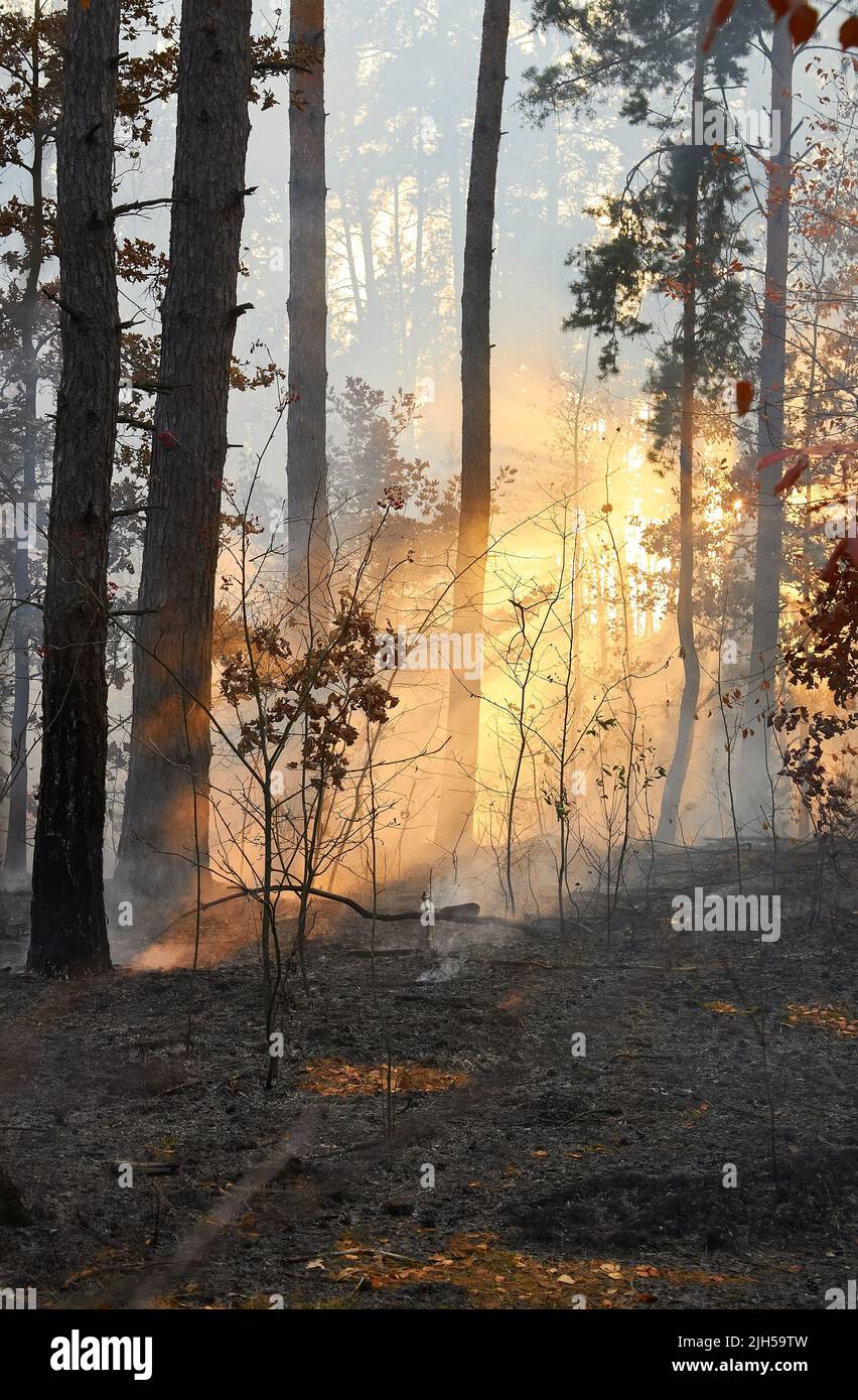 Forest fire. fallen tree is burned to the ground a lot of smoke when ...