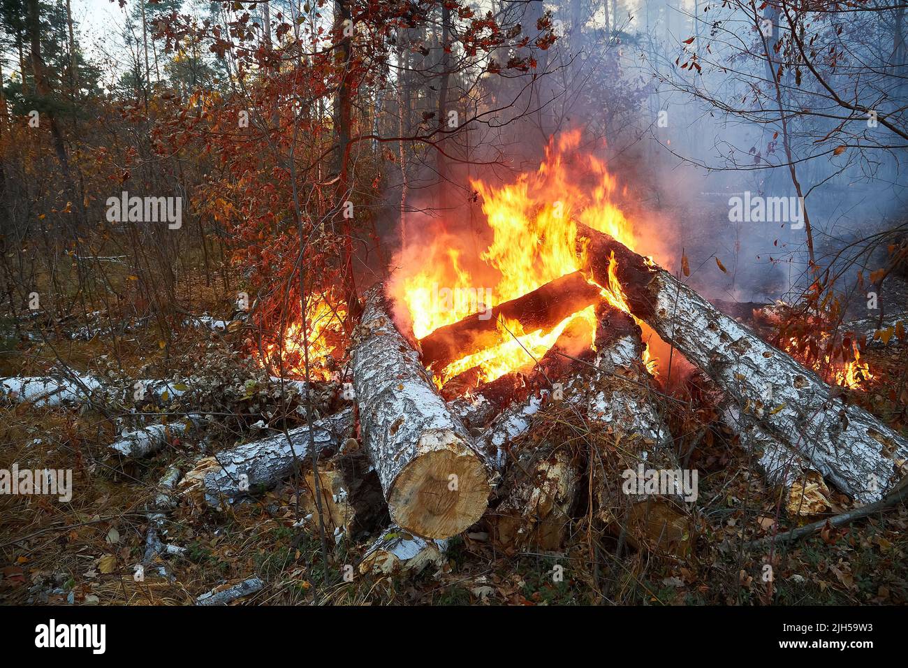 Forest fire burning, Wildfire close up at day time Stock Photo - Alamy