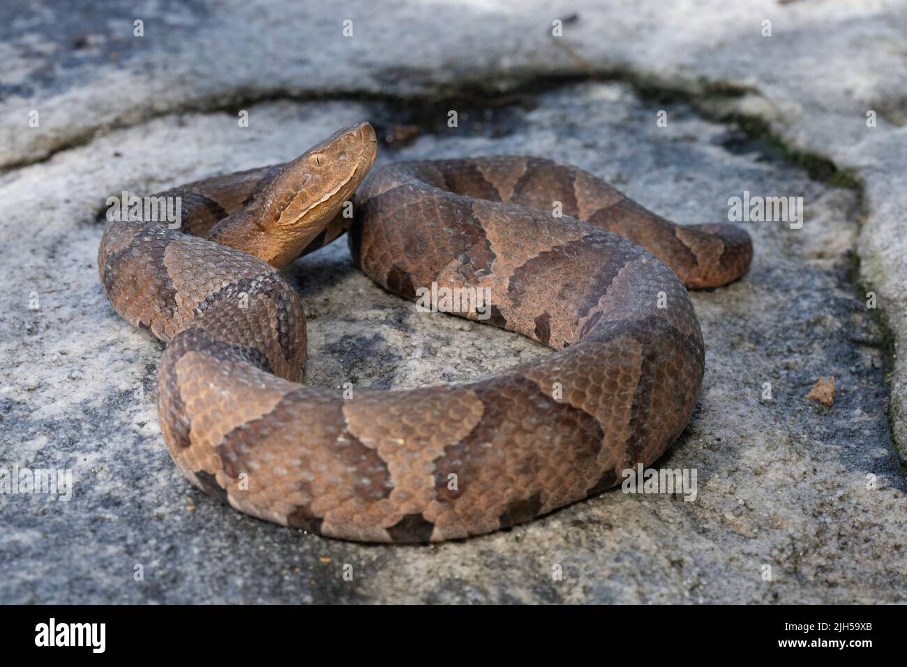 Eastern (northern) copperhead snake - Agkistrodon contortrix Stock ...