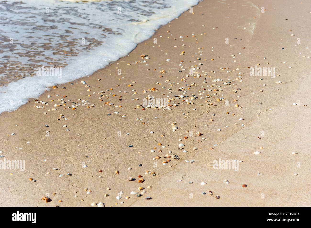 Shells spread on a seashore. Summer beach background. Coast of the sea ...