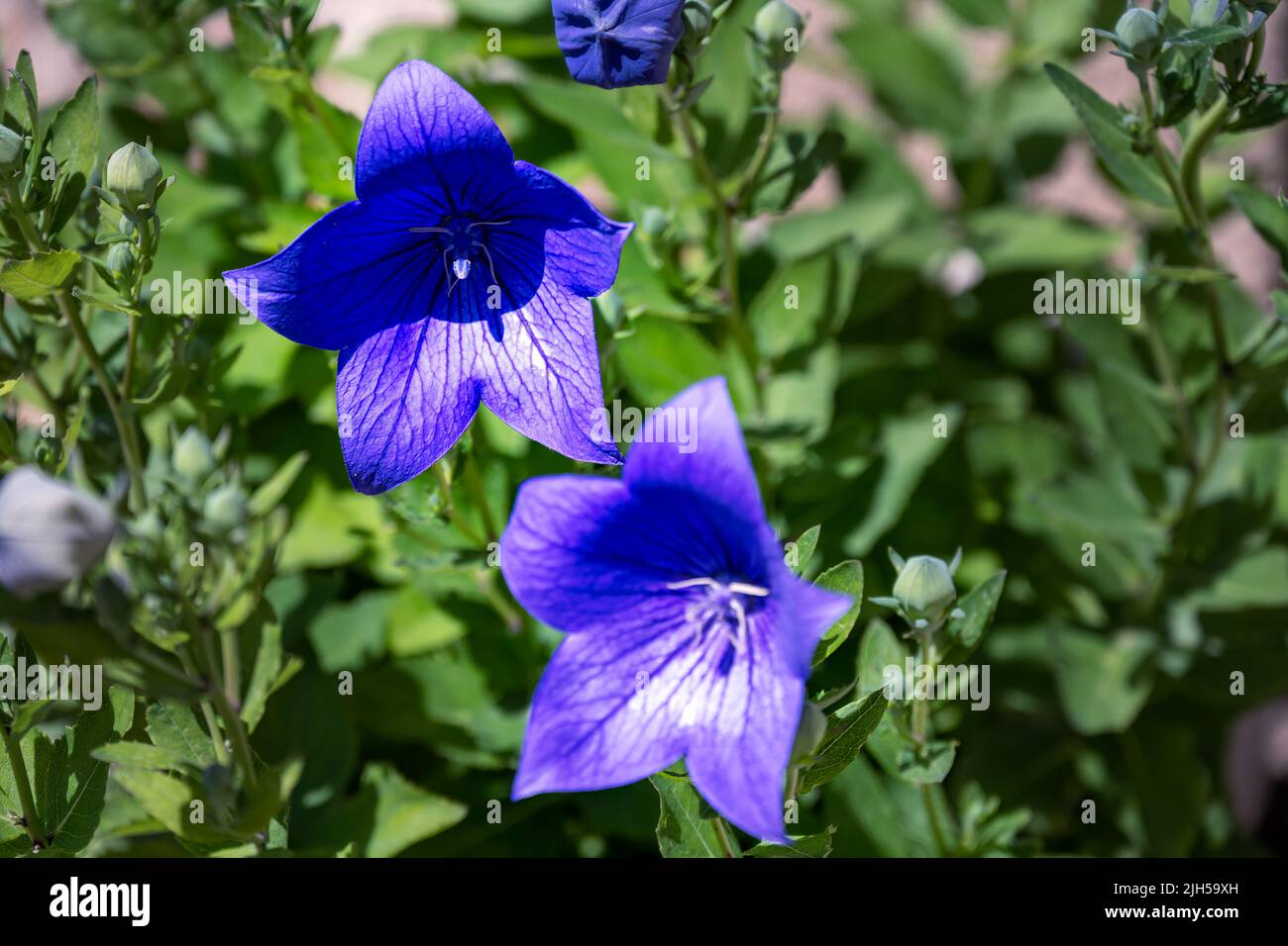 Blue bell shaped flower hi-res stock photography and images - Alamy