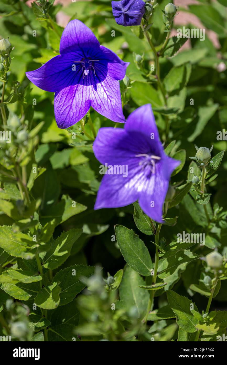 Blue bell shaped flower hi-res stock photography and images - Alamy