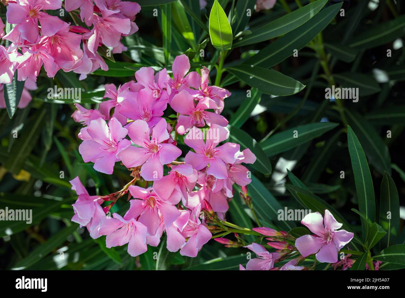 Nerium oleander tree hi-res stock photography and images - Alamy