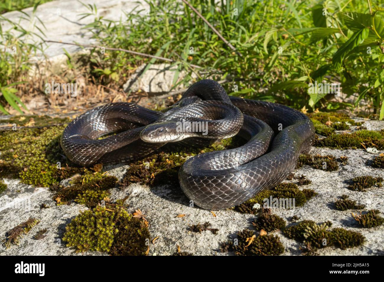 Eastern (black) ratsnake - Pantherophis alleghaniensis Stock Photo - Alamy