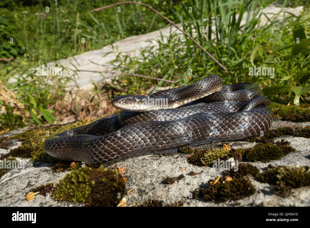 Eastern (black) ratsnake - Pantherophis alleghaniensis Stock Photo - Alamy