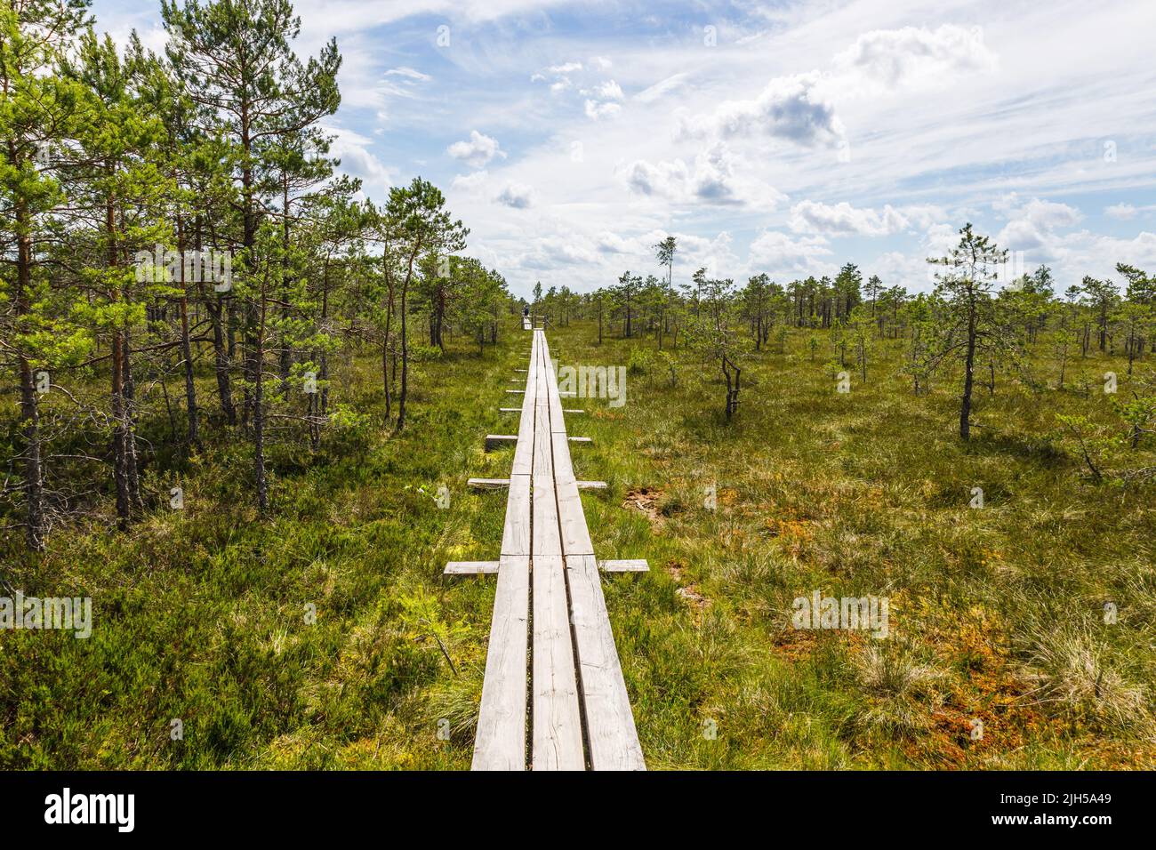 Swamp bog wetland boardwalk hi-res stock photography and images - Alamy
