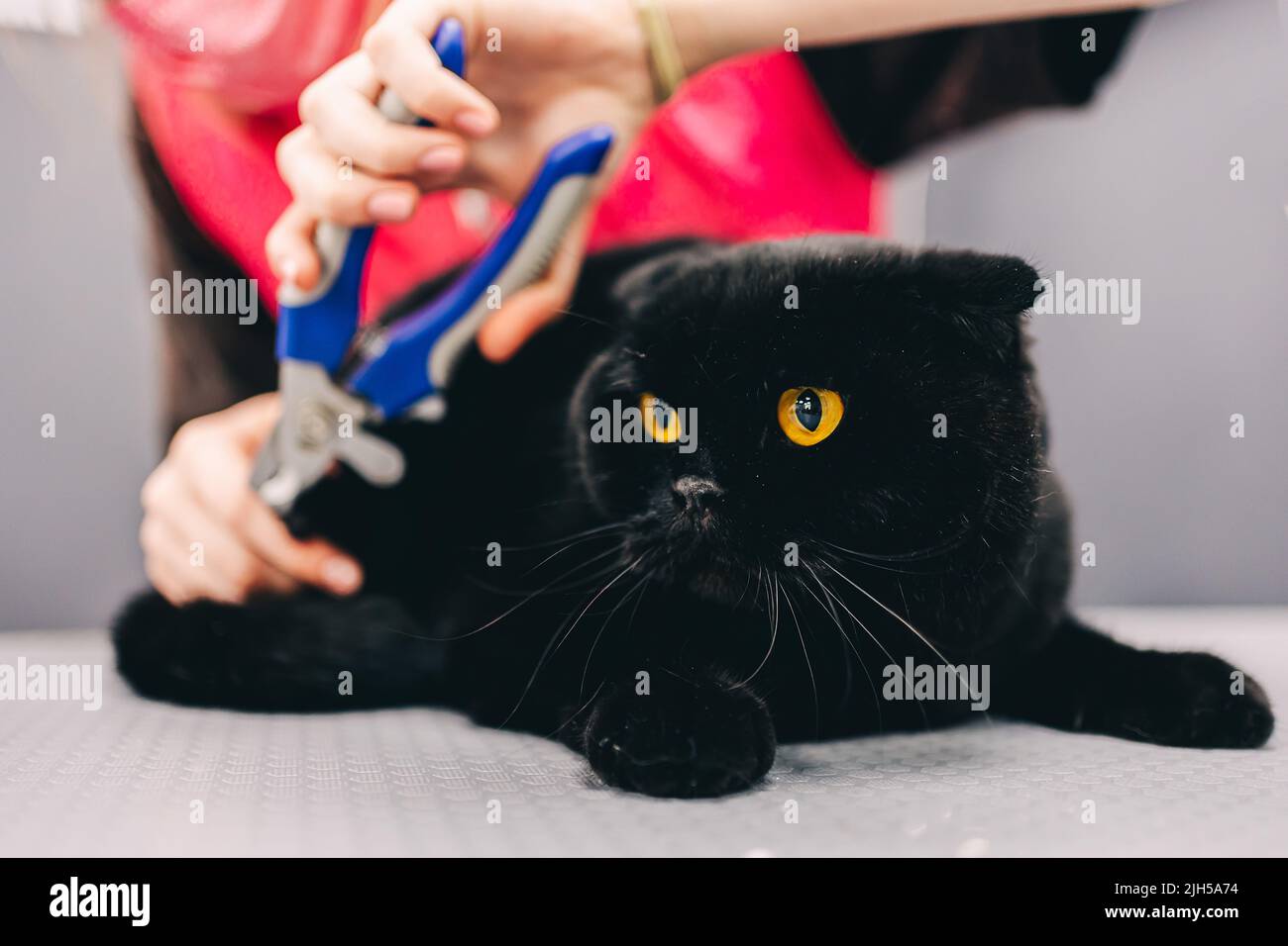 Grooming a black cat Stock Photo - Alamy