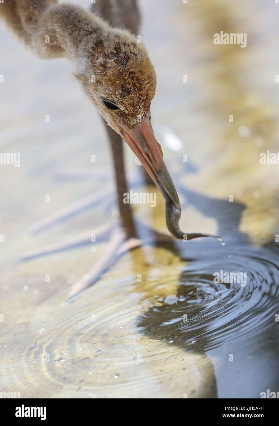 Baby crowned crane hi-res stock photography and images - Alamy