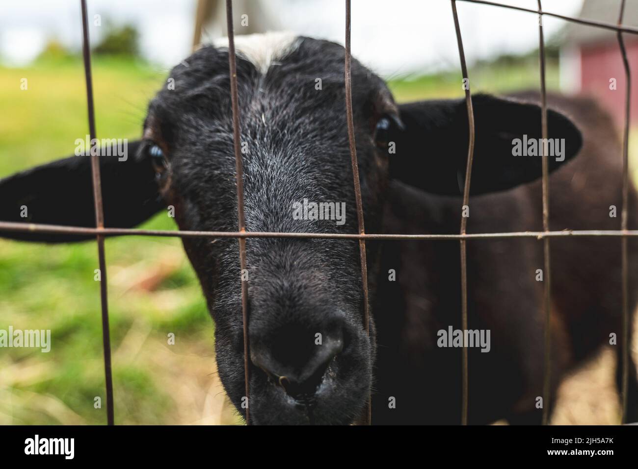 young goat look out from behind the fence on the farm, close-up ...