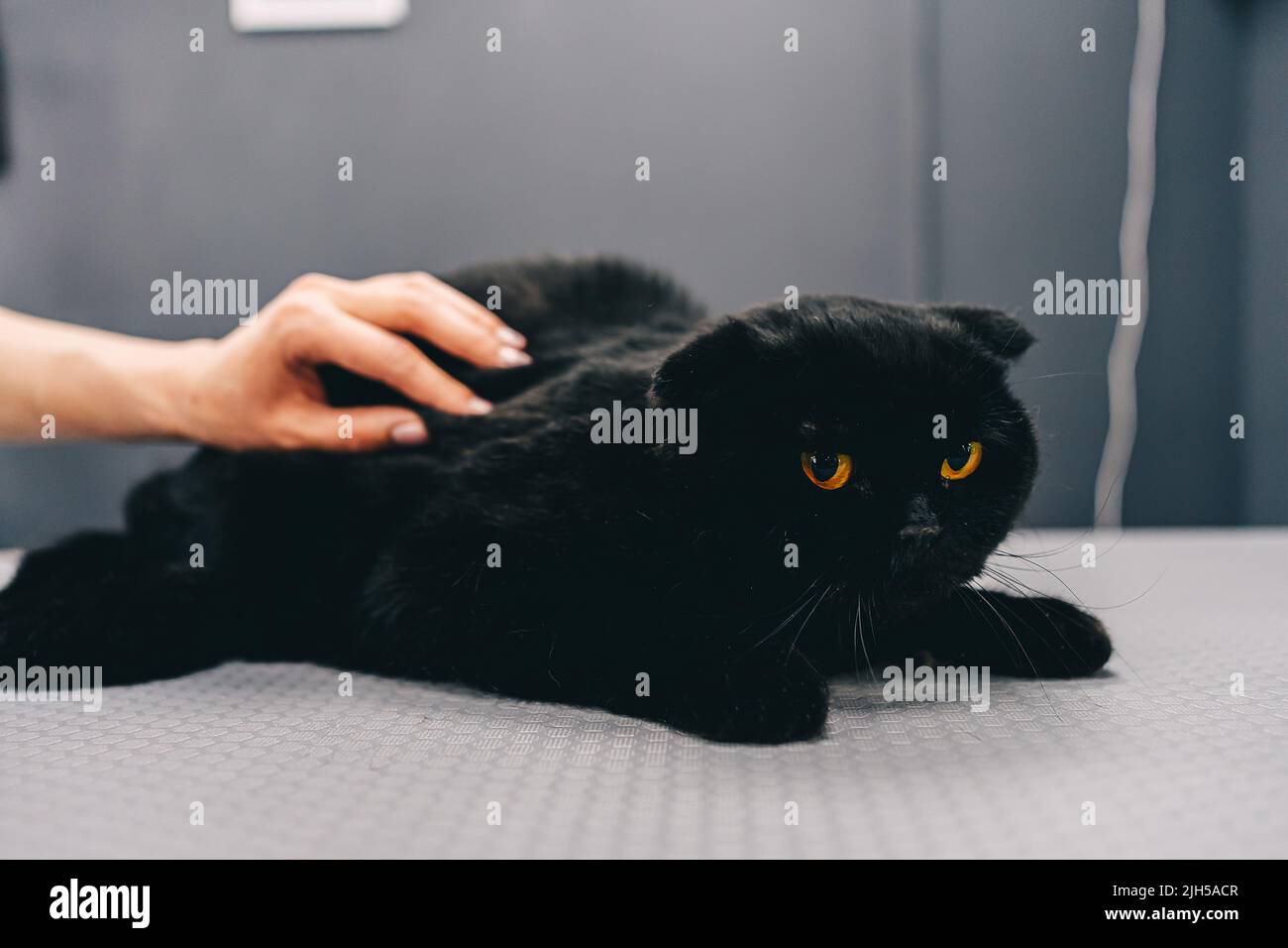 Grooming a black cat Stock Photo - Alamy